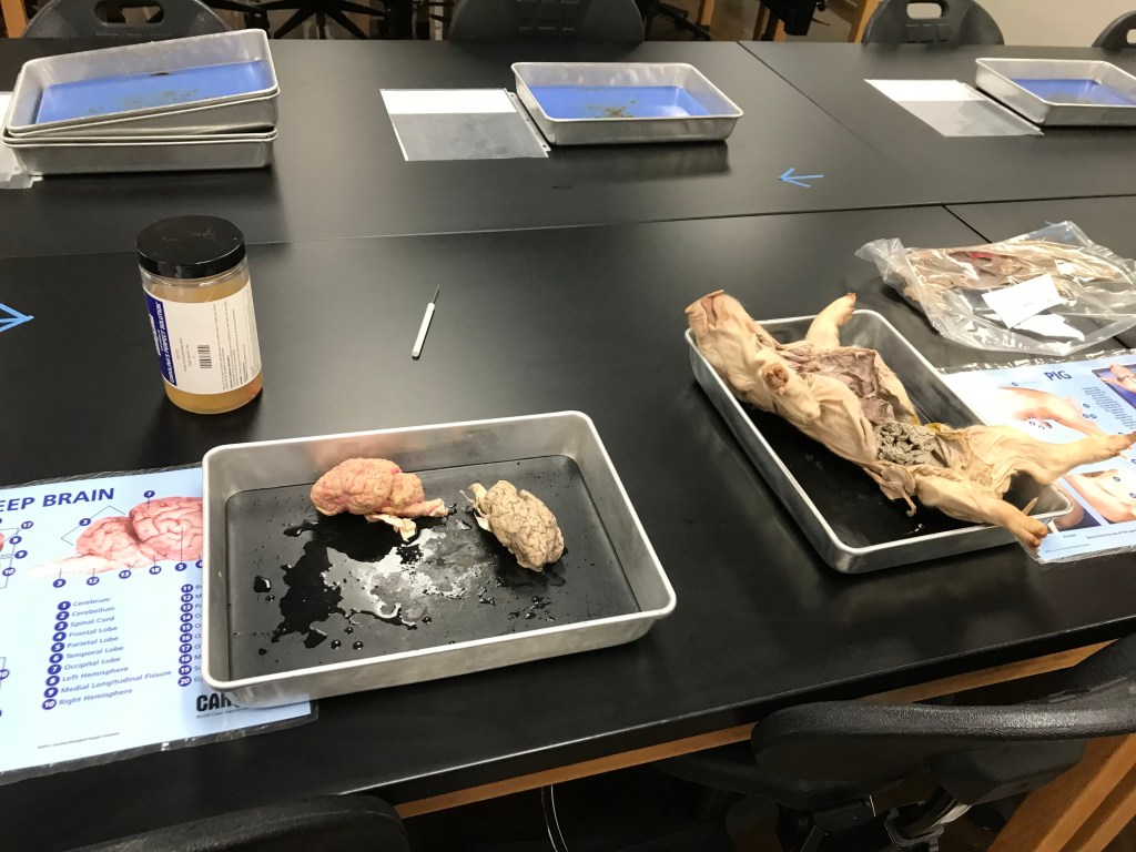 Stanly Community College hosts SciFest event | The Stanly News & Press