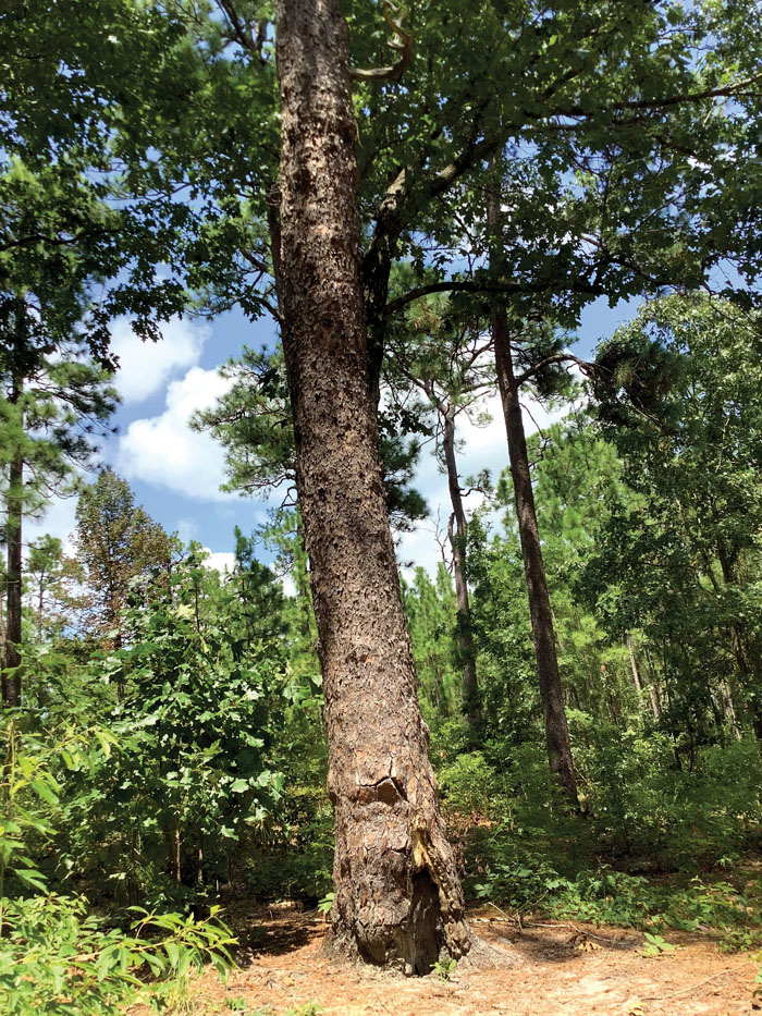 David Freeze: Unusual finds at more state parks | The Stanly News & Press